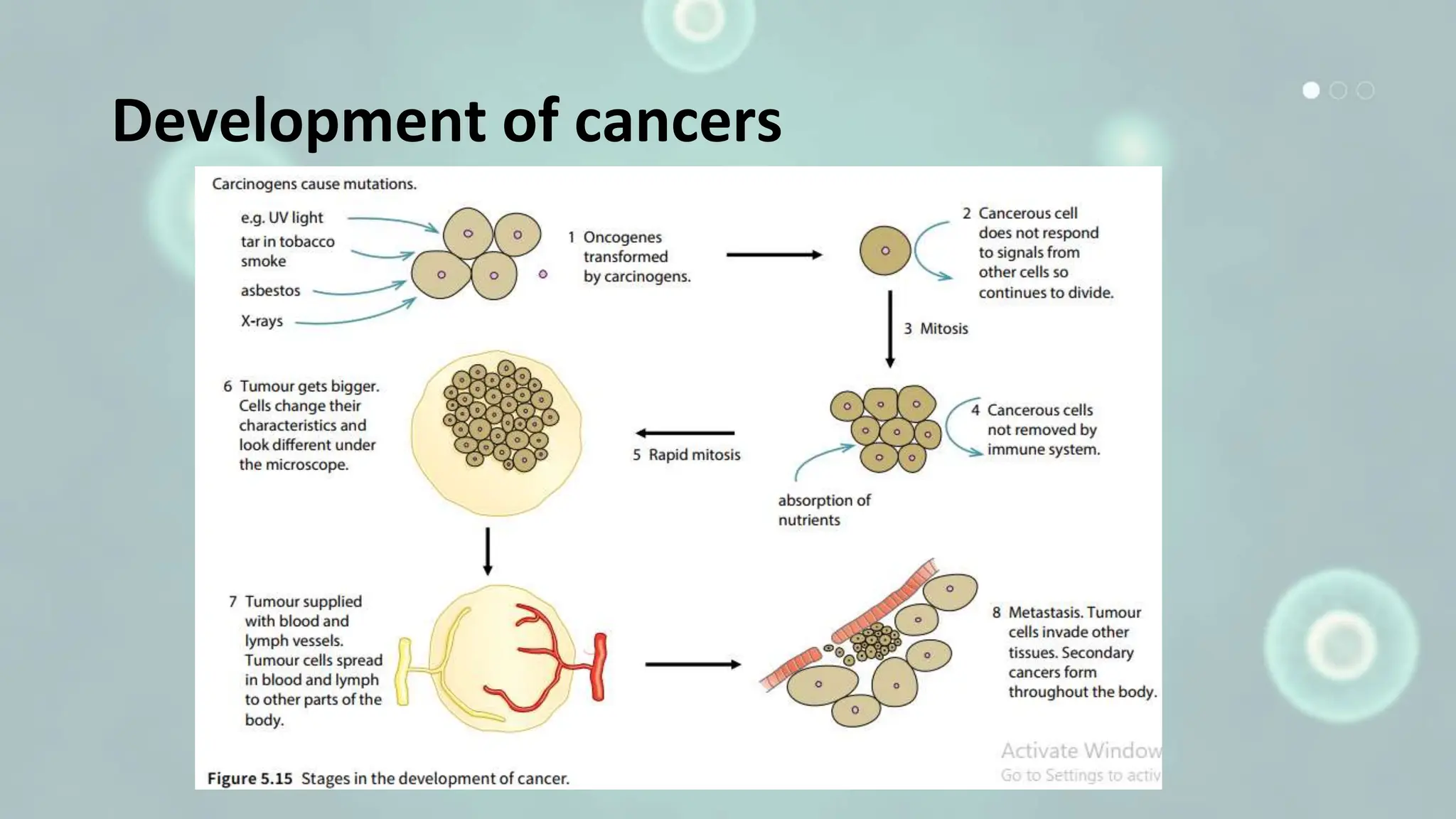 Stages of mitotic cell cycle A Level Biology | PPTX