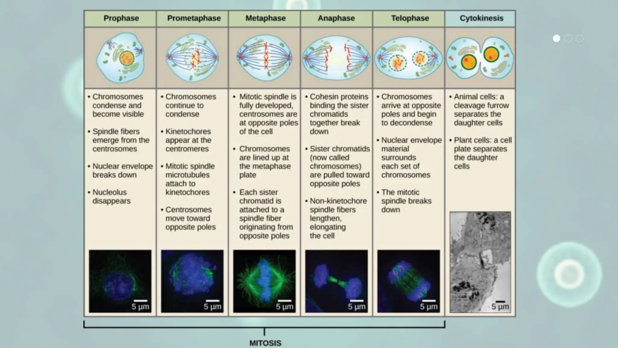 Stages of mitotic cell cycle A Level Biology | PPTX