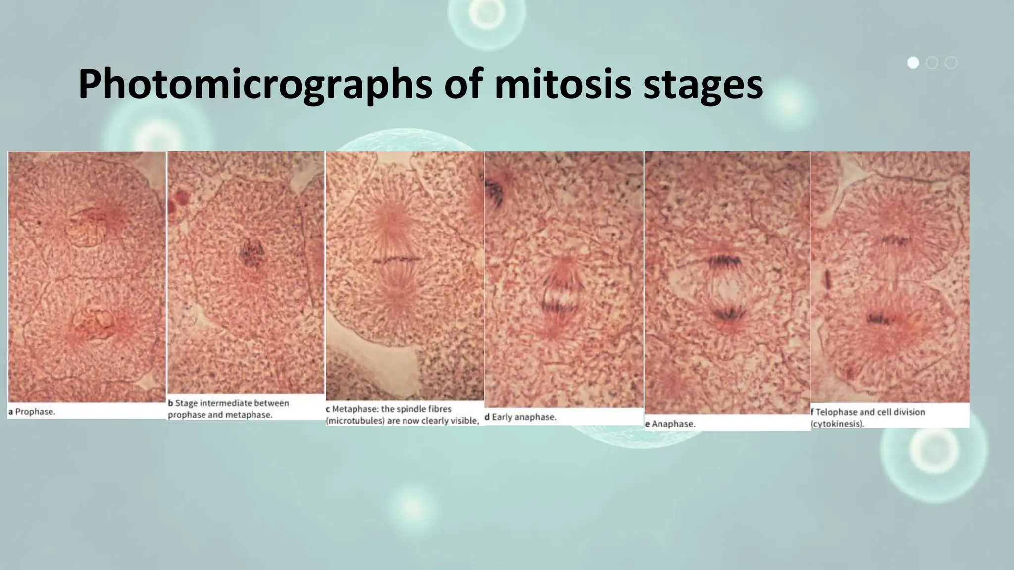 Stages of mitotic cell cycle A Level Biology | PPTX