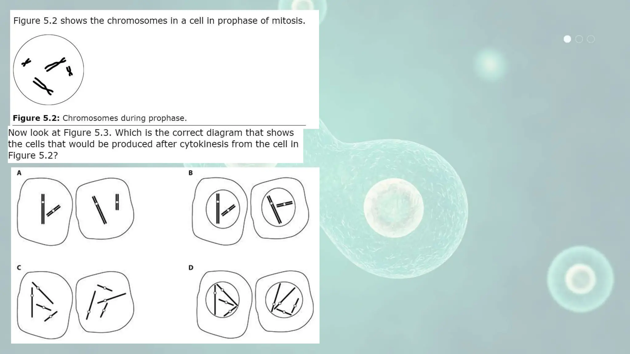 Stages of mitotic cell cycle A Level Biology | PPTX
