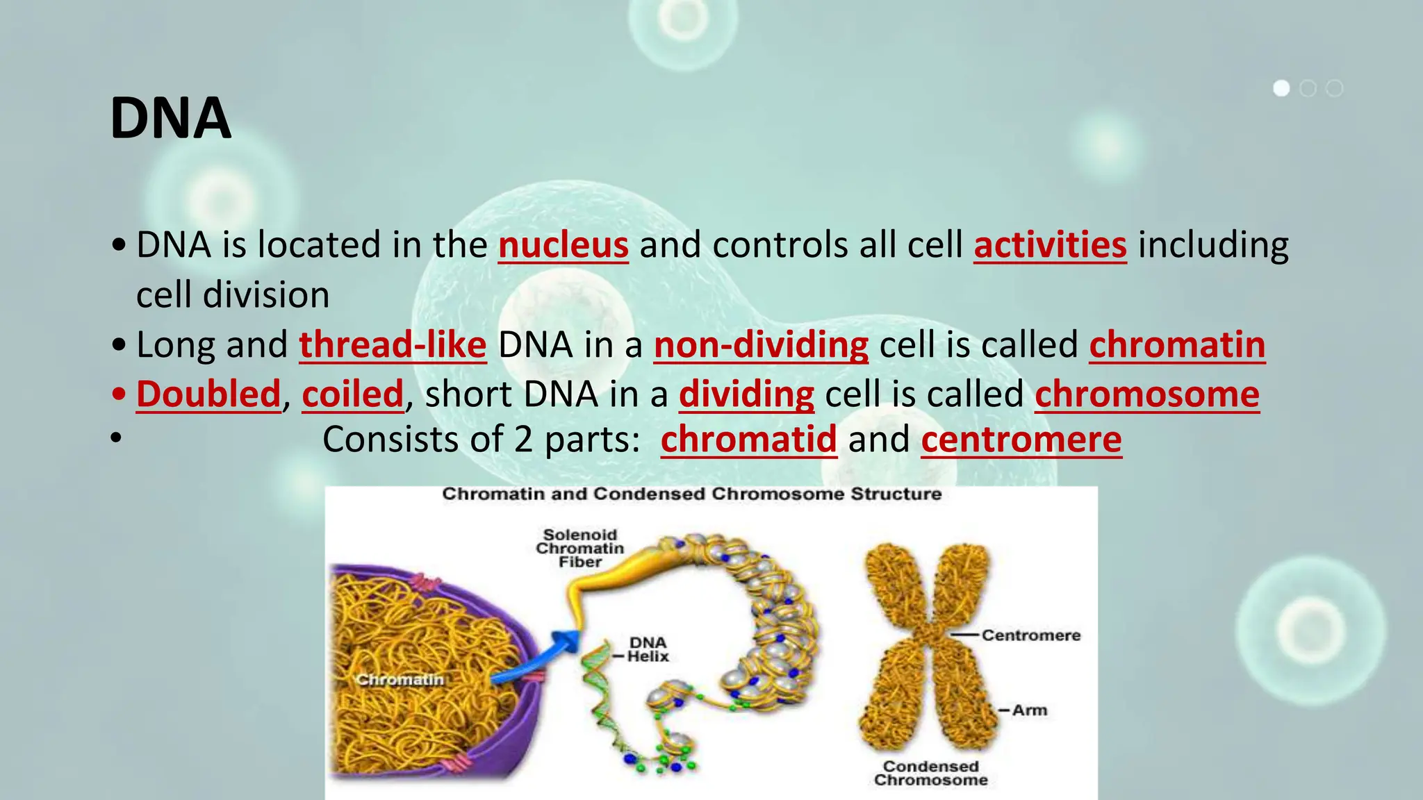 Stages of mitotic cell cycle A Level Biology | PPTX