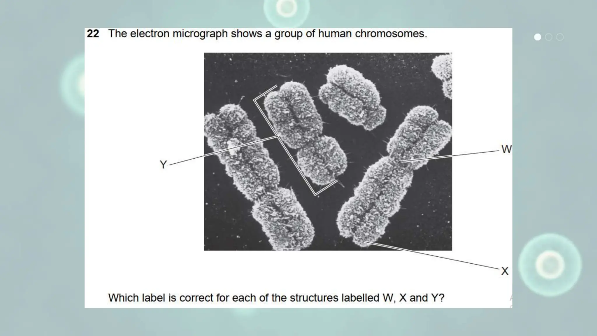 Stages of mitotic cell cycle A Level Biology | PPTX