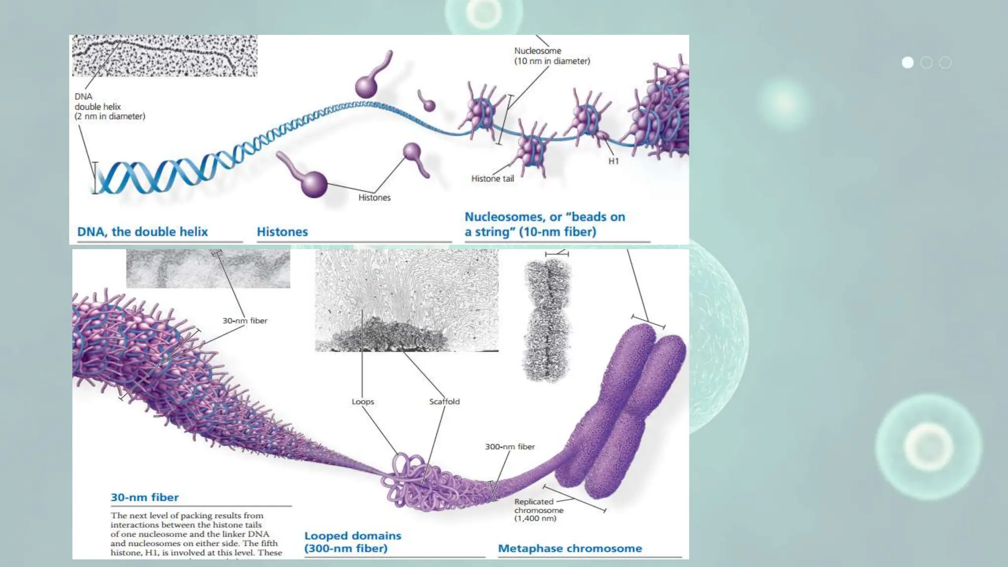 Stages of mitotic cell cycle A Level Biology | PPTX