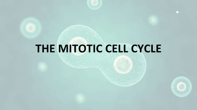 Stages of mitotic cell cycle A Level Biology | PPTX | Biological ...