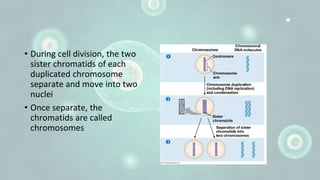 Stages of mitotic cell cycle A Level Biology | PPTX