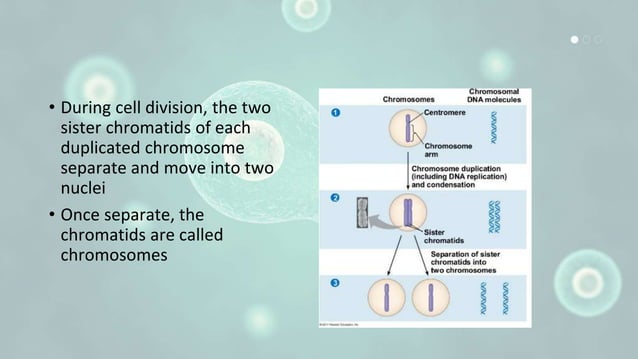 Stages of mitotic cell cycle A Level Biology | PPTX | Biological ...