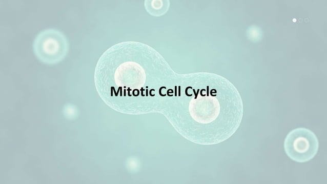 Stages of mitotic cell cycle A Level Biology | PPTX | Biological ...