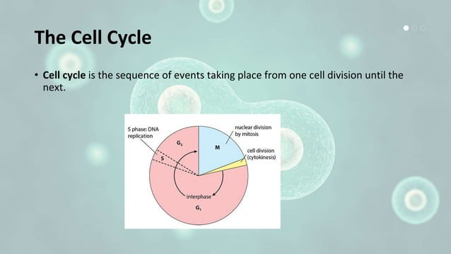 Stages of mitotic cell cycle A Level Biology | PPTX | Biological ...