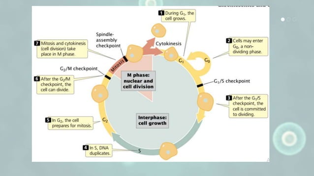 Stages of mitotic cell cycle A Level Biology | PPTX | Biological ...