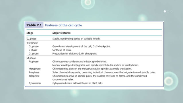 Stages of mitotic cell cycle A Level Biology | PPTX | Biological ...
