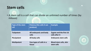 Stages of mitotic cell cycle A Level Biology | PPTX