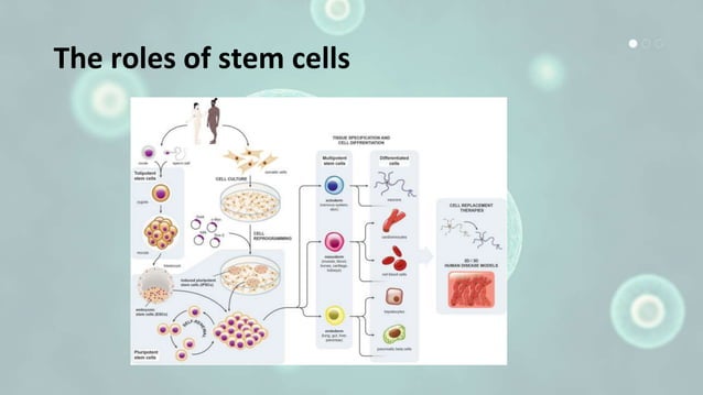 Stages of mitotic cell cycle A Level Biology | PPTX | Biological ...