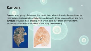 Stages of mitotic cell cycle A Level Biology | PPTX