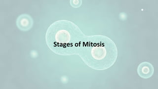 Stages of mitotic cell cycle A Level Biology | PPTX