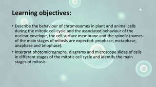 Stages of mitotic cell cycle A Level Biology | PPTX
