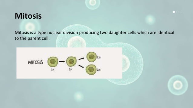 Stages of mitotic cell cycle A Level Biology | PPTX | Biological ...