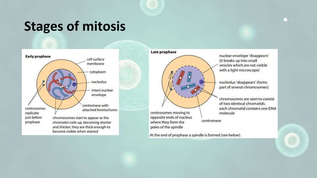 Stages of mitotic cell cycle A Level Biology | PPTX | Biological ...