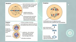 Stages of mitotic cell cycle A Level Biology | PPTX
