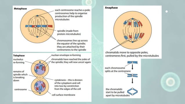 Stages of mitotic cell cycle A Level Biology | PPTX | Biological ...