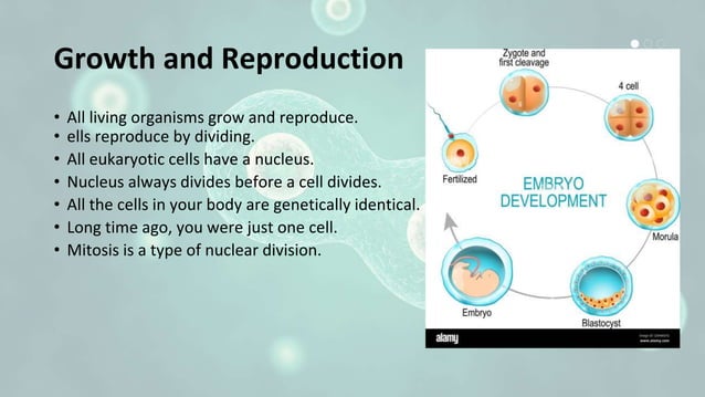 Stages of mitotic cell cycle A Level Biology | PPTX | Biological ...