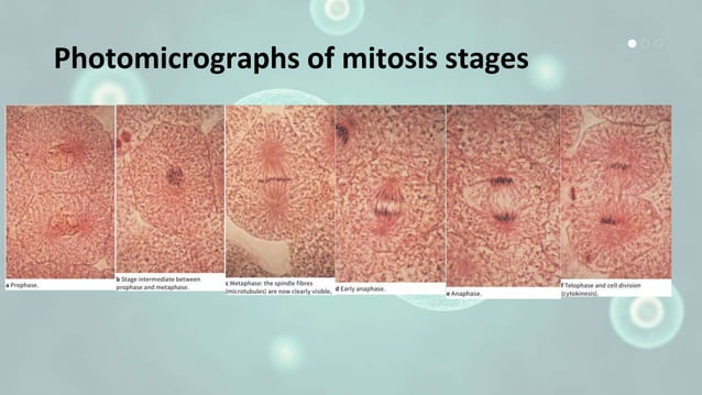 Stages of mitotic cell cycle A Level Biology | PPTX | Biological ...