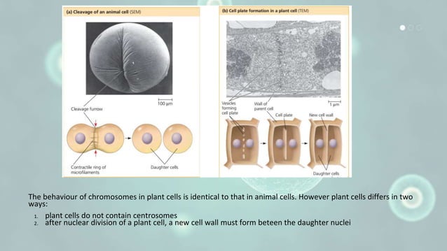 Stages of mitotic cell cycle A Level Biology | PPTX | Biological ...