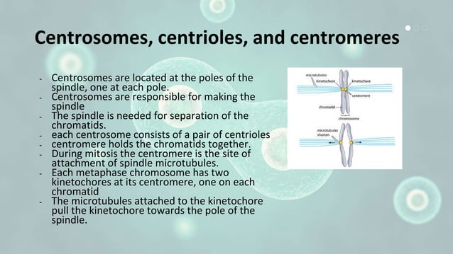 Stages of mitotic cell cycle A Level Biology | PPTX | Biological ...