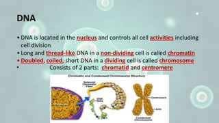 Stages of mitotic cell cycle A Level Biology | PPTX