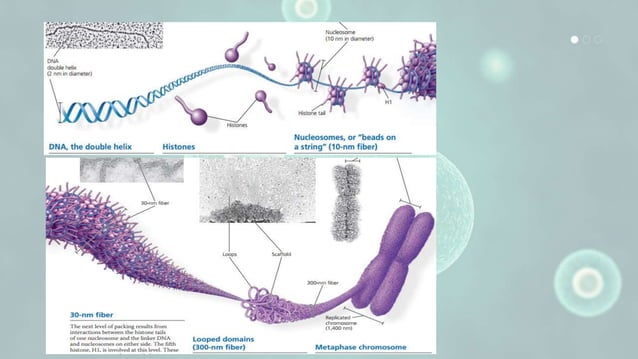 Stages of mitotic cell cycle A Level Biology | PPTX | Biological ...