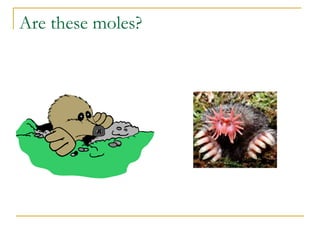 The_Mole.ppt
