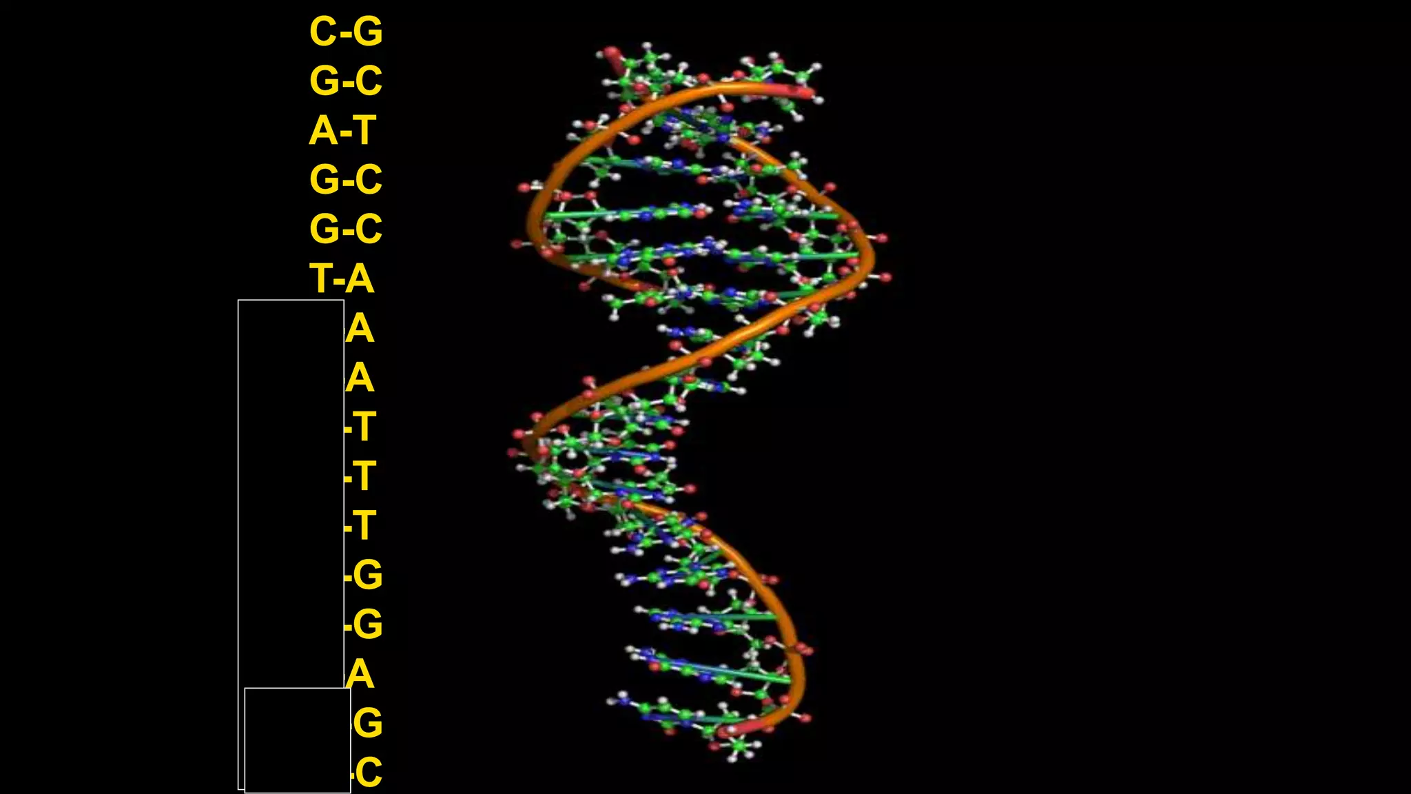 The molecular basis of inheritance class 12 | PPTX