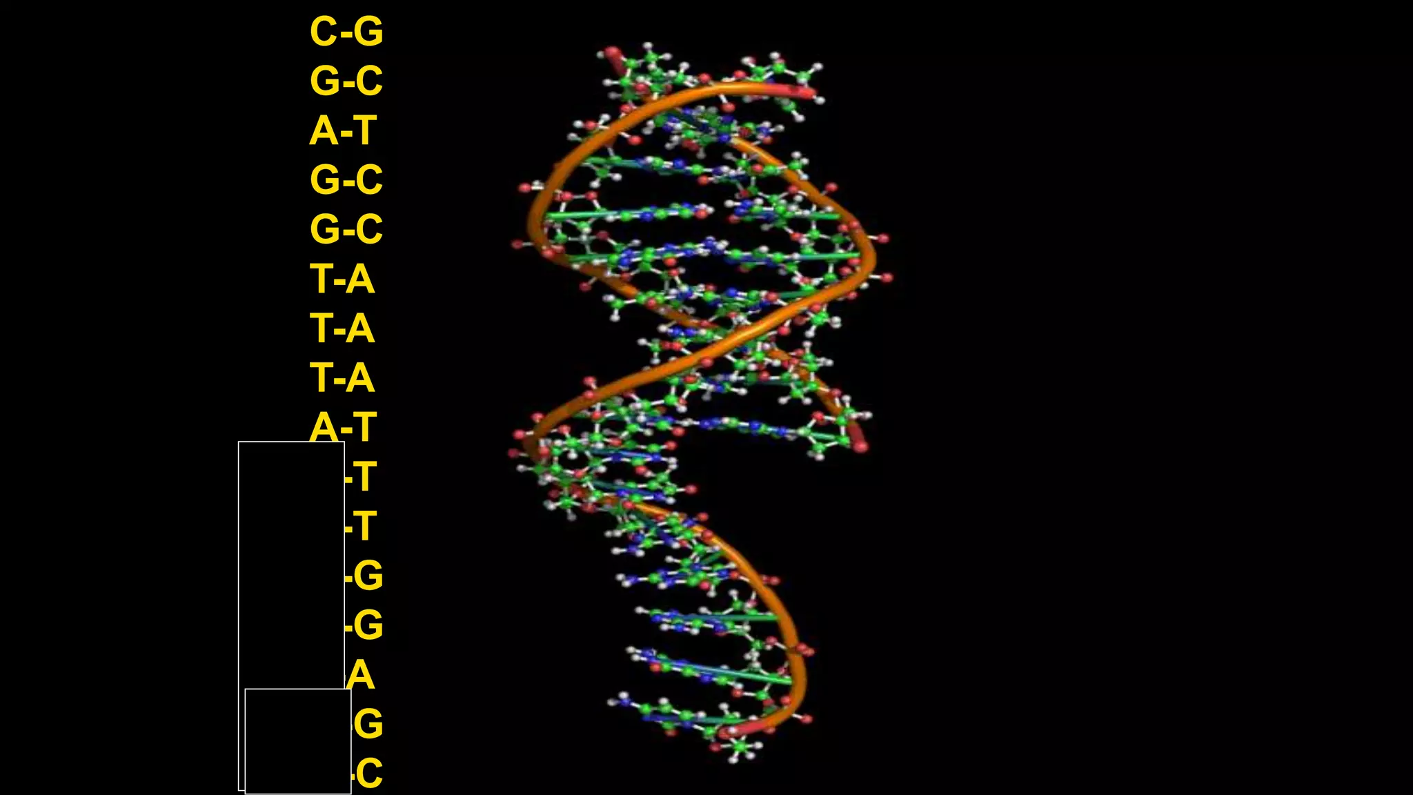 The molecular basis of inheritance class 12 | PPTX