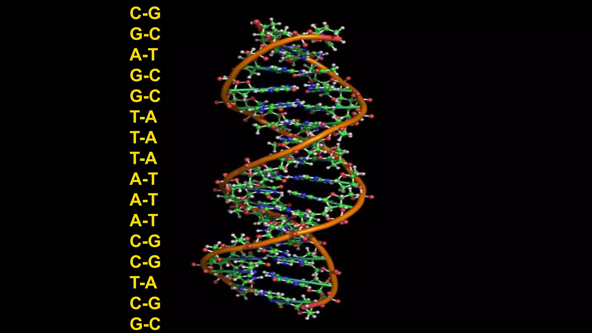 The molecular basis of inheritance class 12 | PPTX