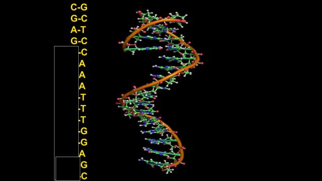 The molecular basis of inheritance class 12 | PPTX | Chemistry | Science