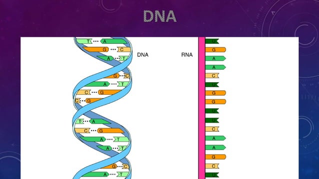 The molecular basis of inheritance class 12 | PPTX | Chemistry | Science
