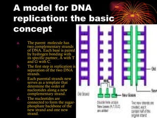 The molecular basis of inheritance | PPT