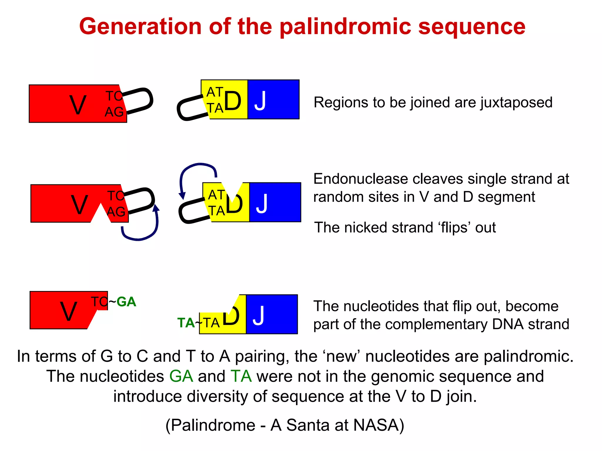 The Molecular Genetics Of Immunoglobulins | PPT
