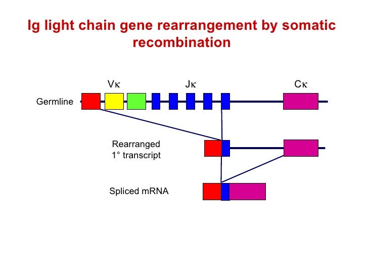 The Molecular Genetics Of Immunoglobulins