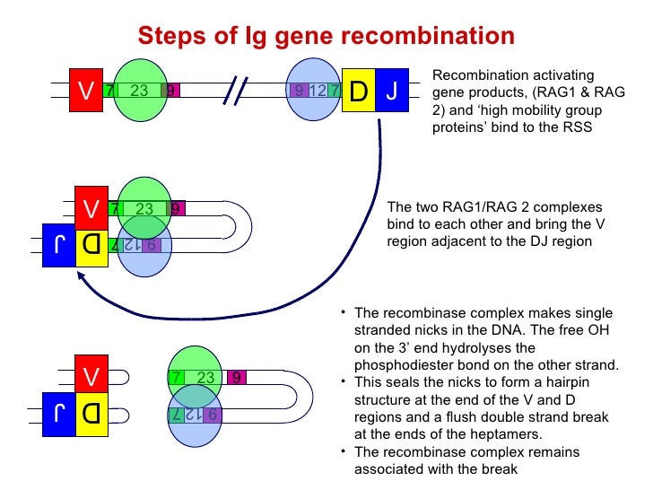 The Molecular Genetics Of Immunoglobulins
