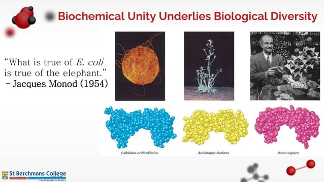 The molecular logic of life | PPTX | Biological Sciences | Science