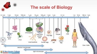 The molecular logic of life | PPTX