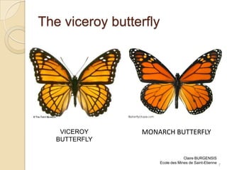 The monarch butterfly | PPT