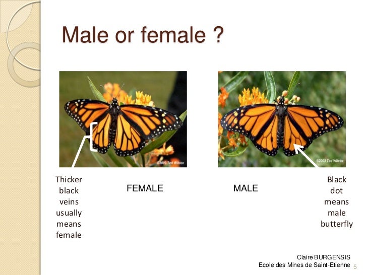 The monarch butterfly