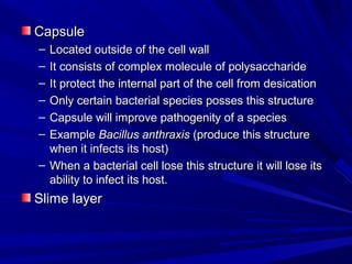 The monera | PPT | Biological Sciences | Science