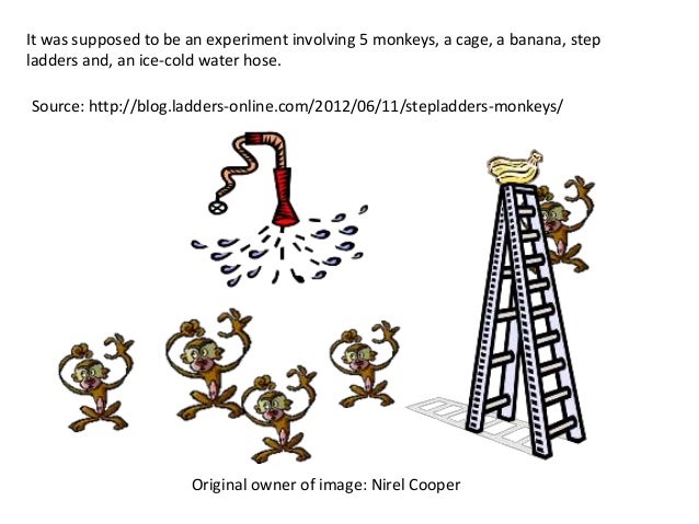 The monkey experiment