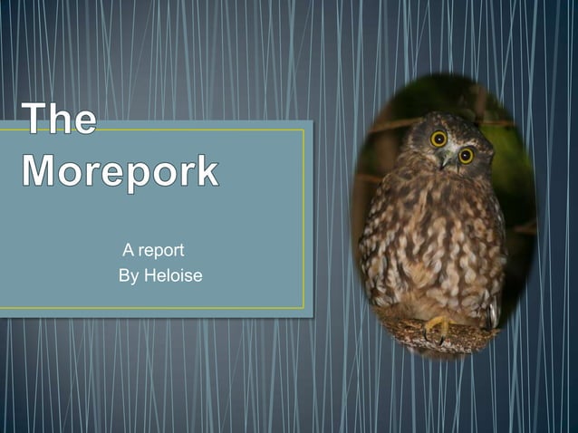 The morepork | PPT