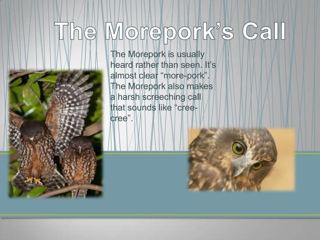 The morepork | PPT