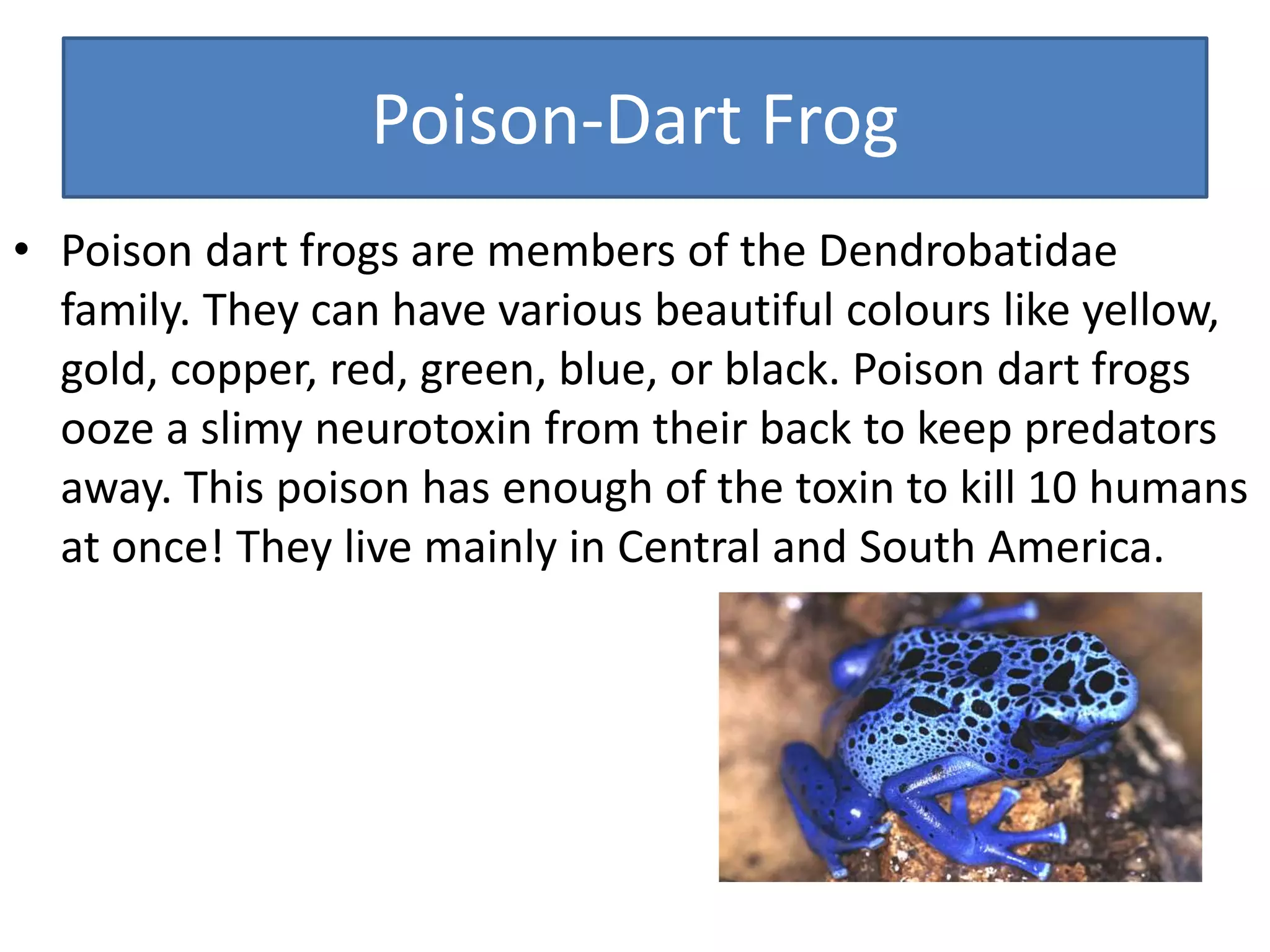 The most dangerous animals | PPTX