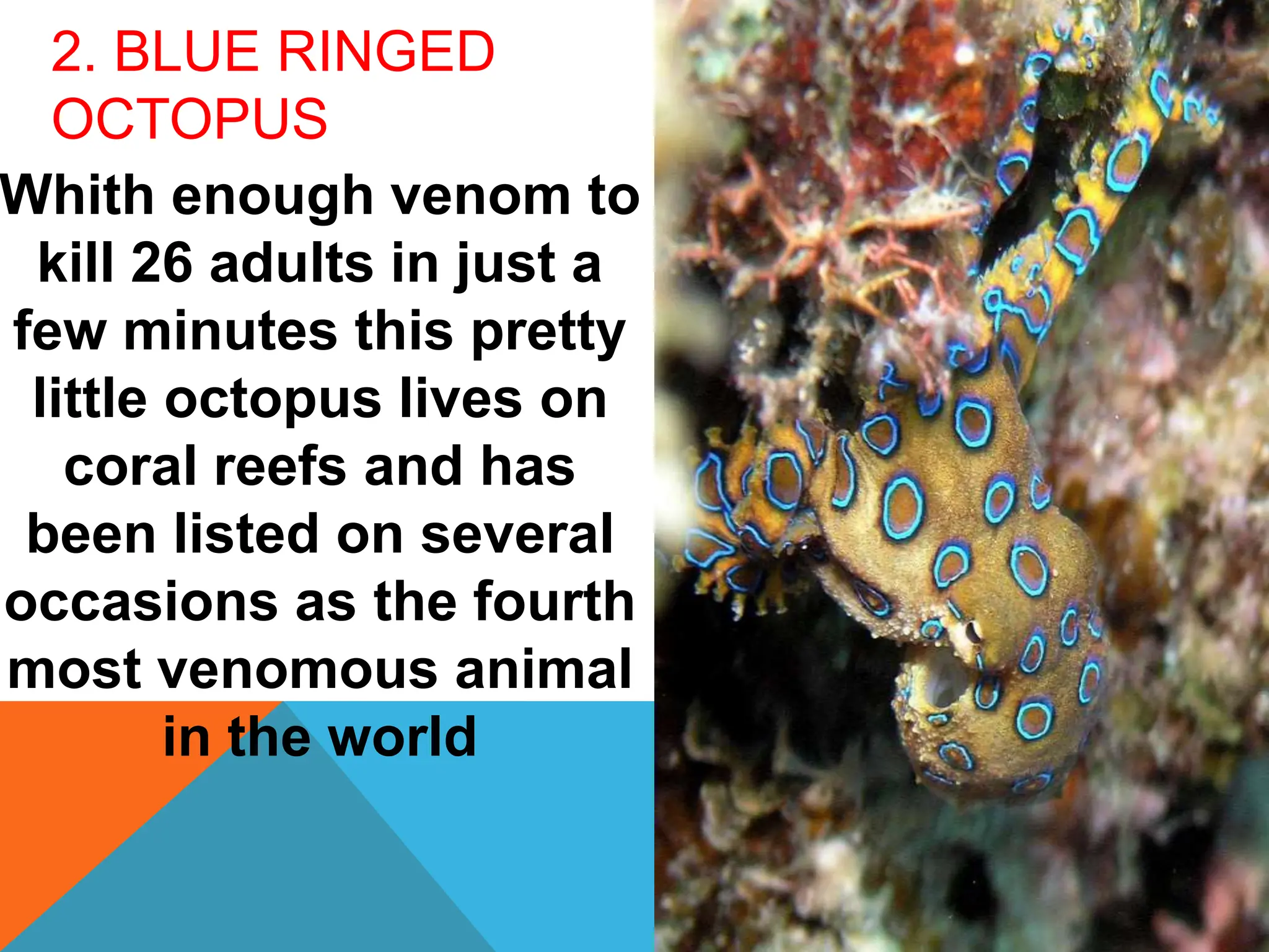 The most dangerous animals in Australia.pptx