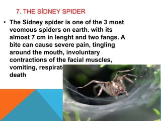 The most dangerous animals in Australia.pptx